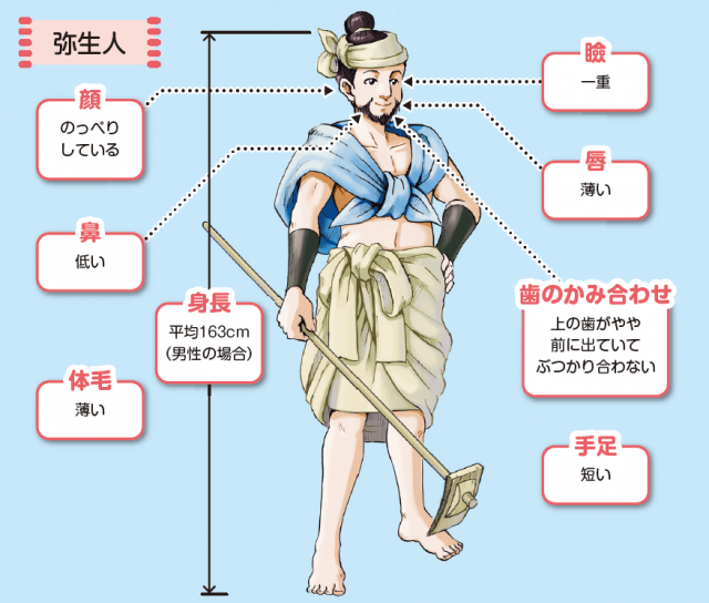 縄文人と弥生人を比較！縄文時代晩期の日本にやってきた弥生人を知る まっぷるウェブ